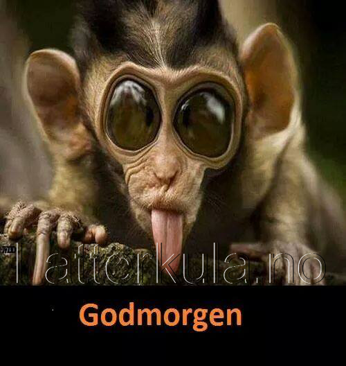 God morgen! - Lattermuskelen